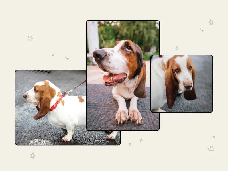 Basset hound dog breed profile