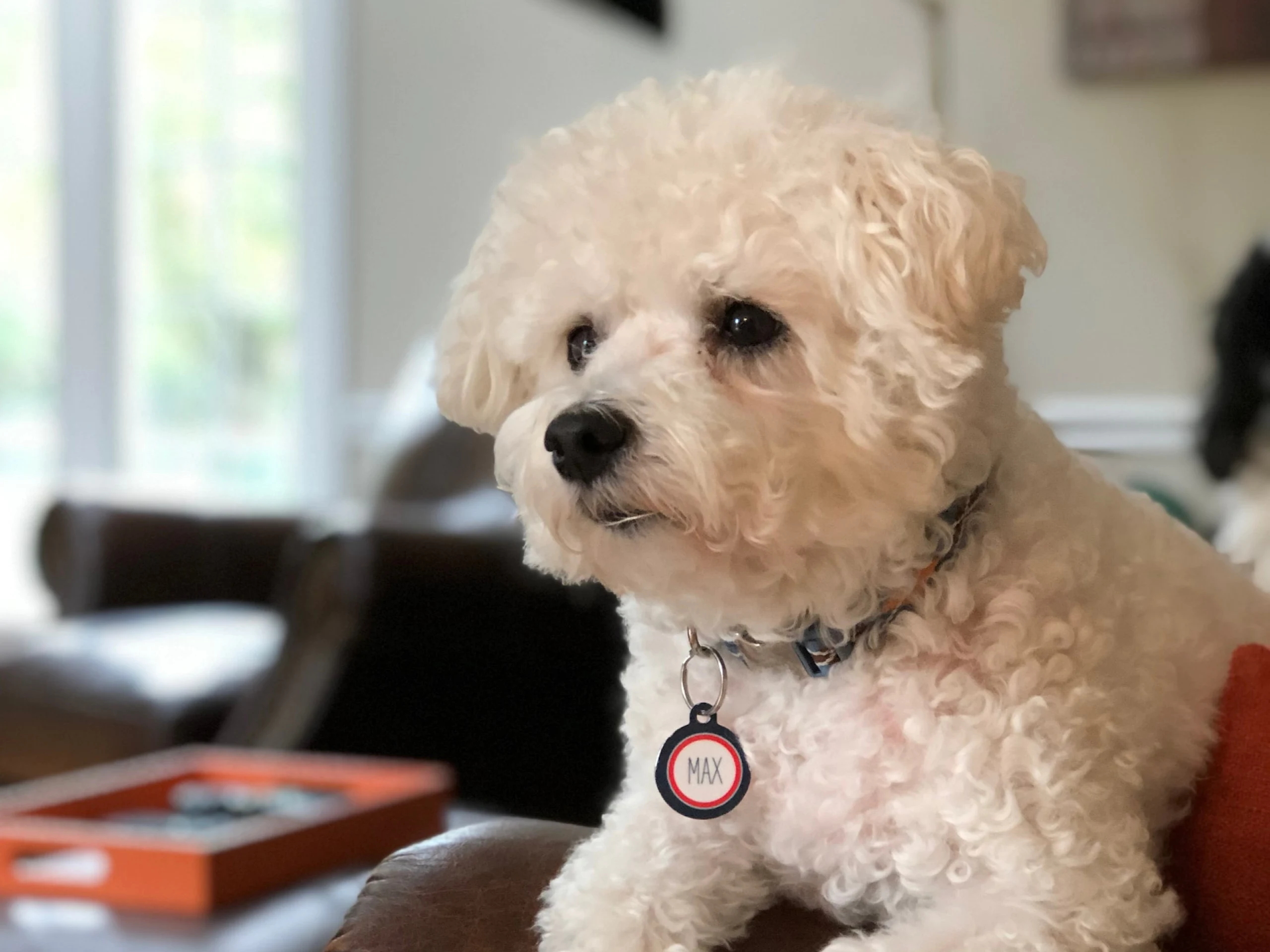 How Is Hemangiosarcoma Treated In Dogs