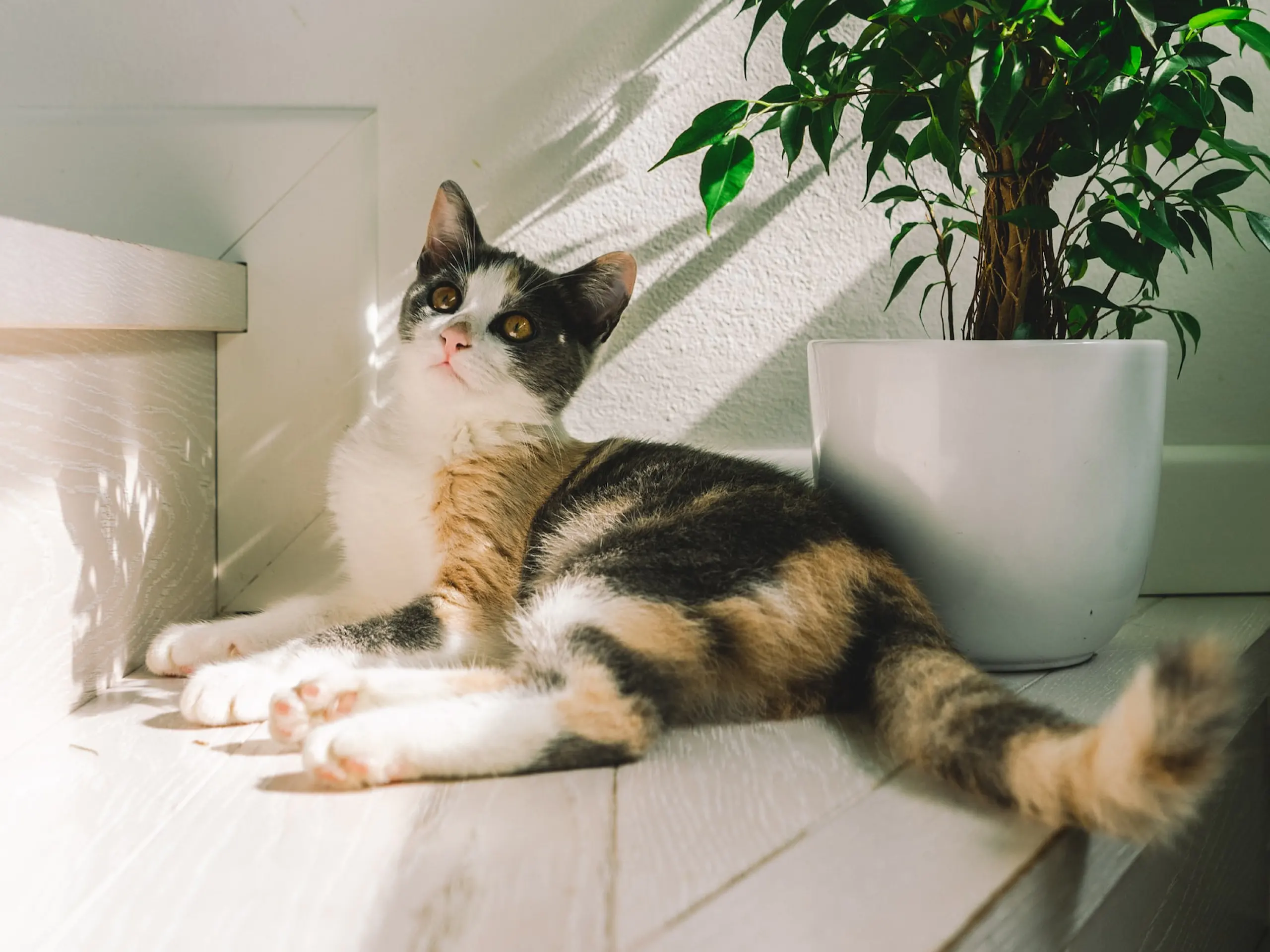 Understanding the 5 stages of lymphoma in cats