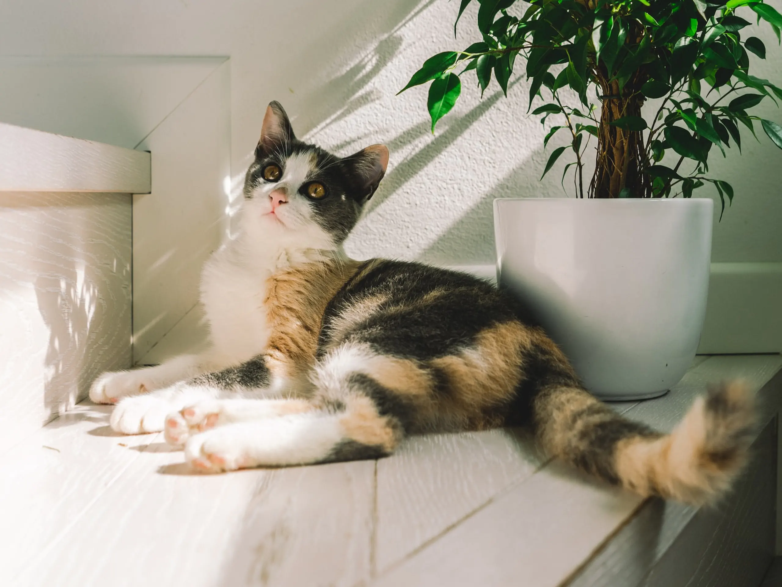 8 situations where your cat might drool
