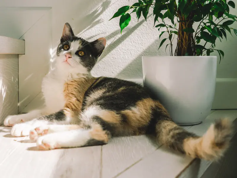 The Dig - Pet Health & Lifestyle Resource by Fetch