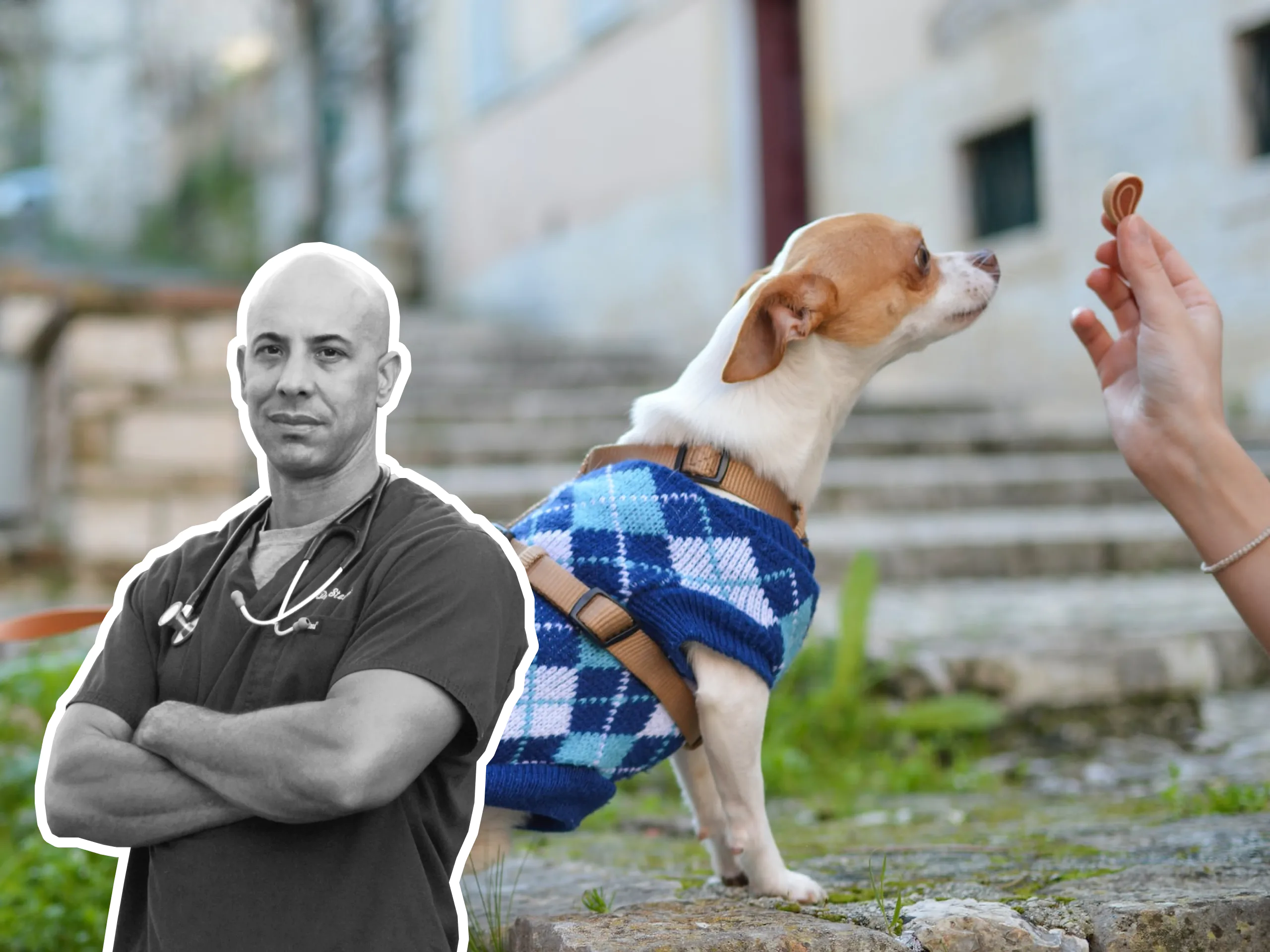 Your next dog-treat recipe from Dr. Kwane Stewart