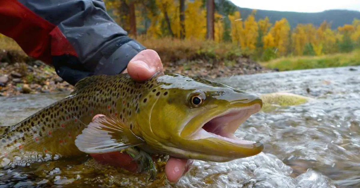 Hooked on Adventure: Exploring Montana's Premier Fly Fishing Destinations