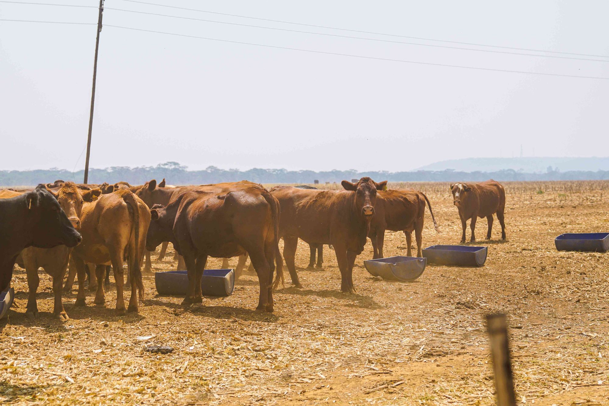 Mombe Mari - Norton Ranch