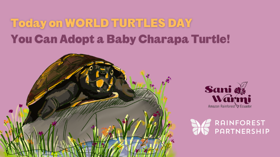 Adopt a Turtle for World Turtle Day 2022!