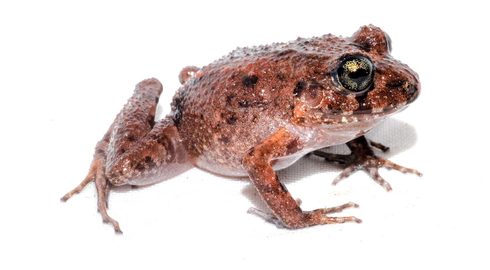 Taking Action for Forests: Frogs, Lizards, and Biodiversity Conservation