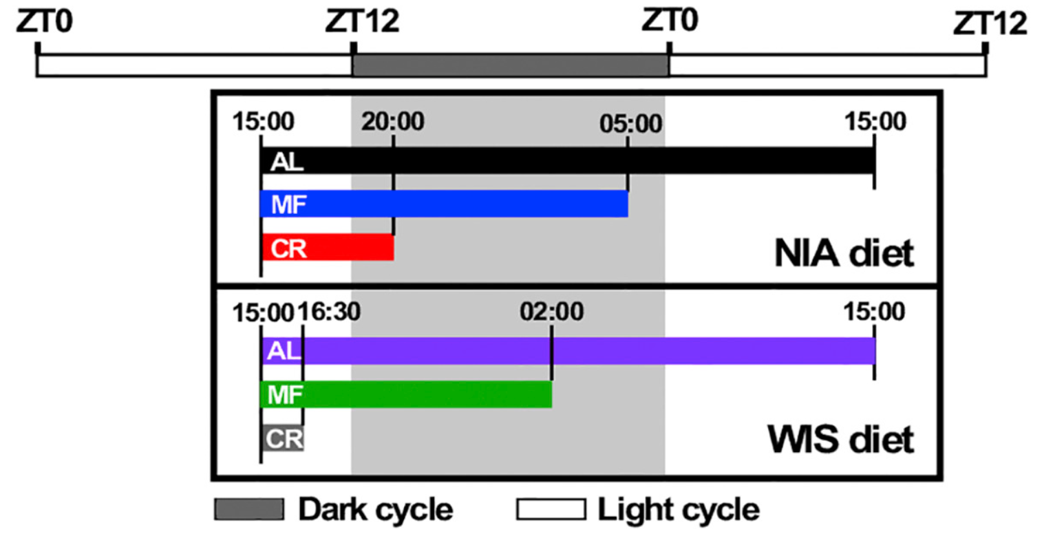Feeding the Clock: Deciphering the Intricacies of Fasting, Caloric ...