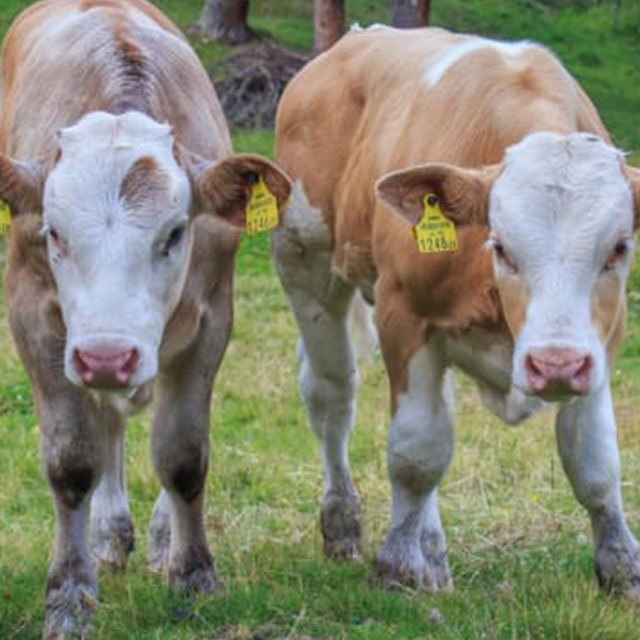 A propos de Studio Raclette : Qui Sommes-nous