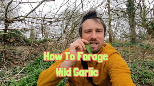 Forage Box | Wild Food, Workshops and Guides