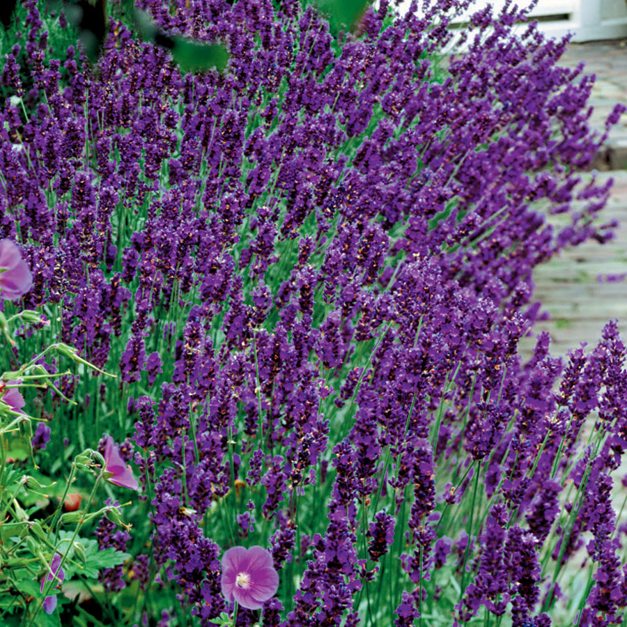 5 of the Best Perennial Plants for Xeriscaping