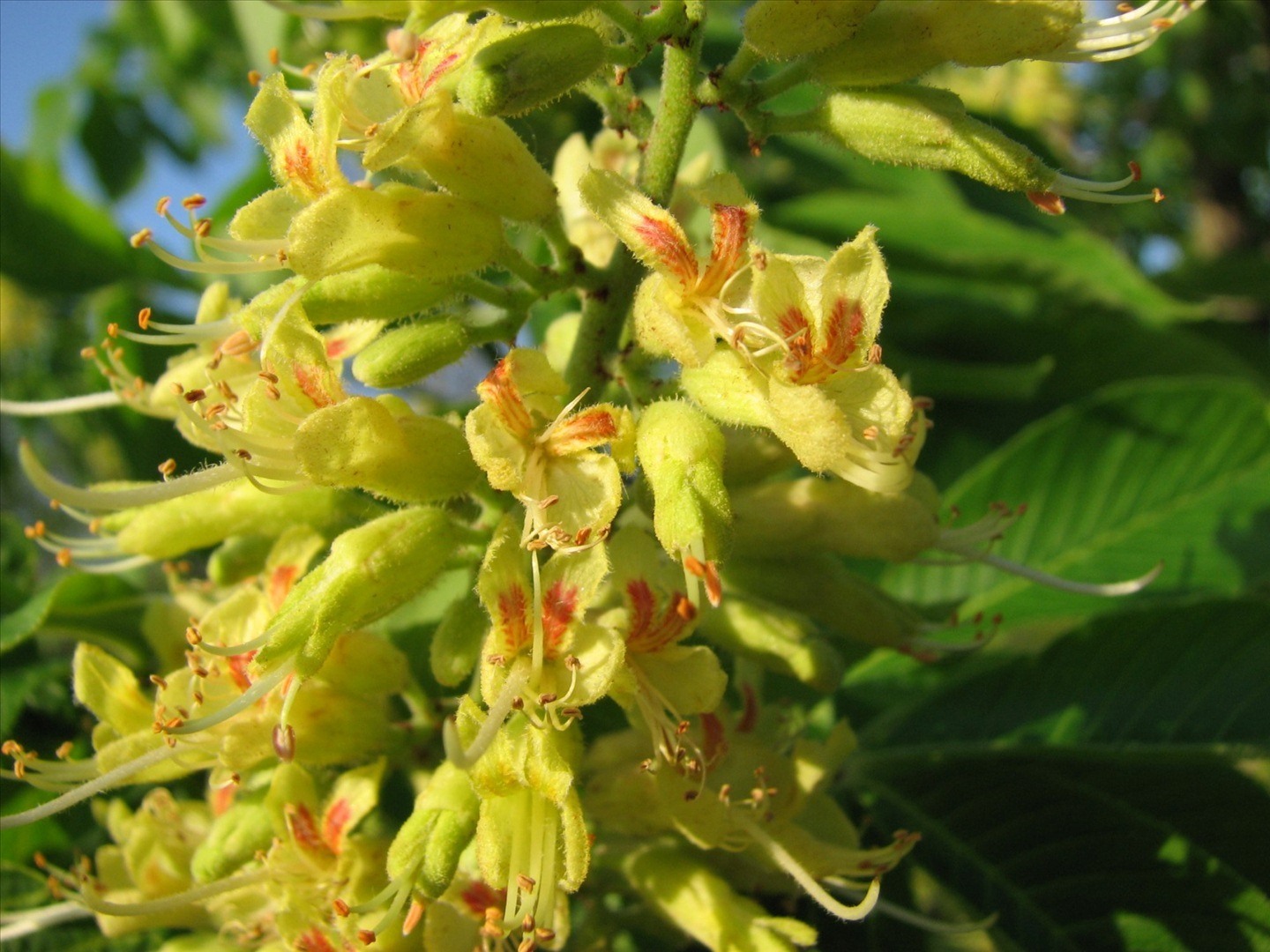 Kollar Nursery | Aesculus octandra