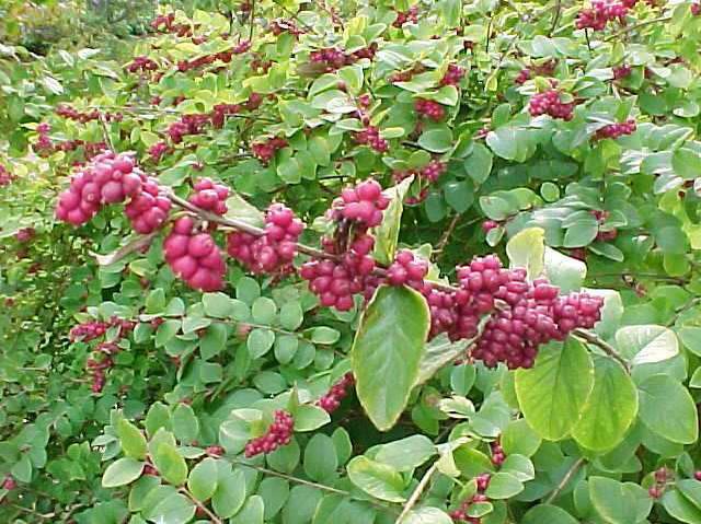 Kollar Nursery | Symphoricarpos orbiculata