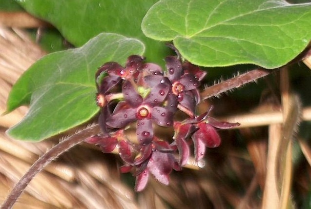 Kollar Nursery | Matelea carolinensis