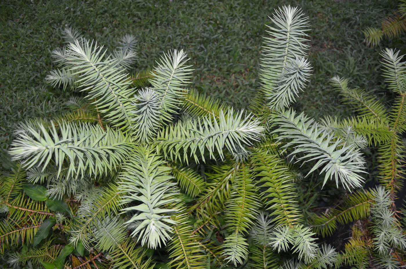 Kollar Nursery | Cunninghamia lanceolata 'glauca'