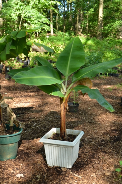 Kollar Nursery | Musa "Dwarf Red"