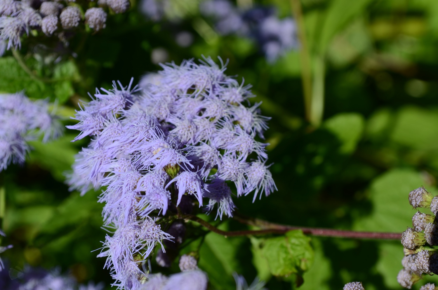 Kollar Nursery | Eupatorium (Conoclinium) coelestinum