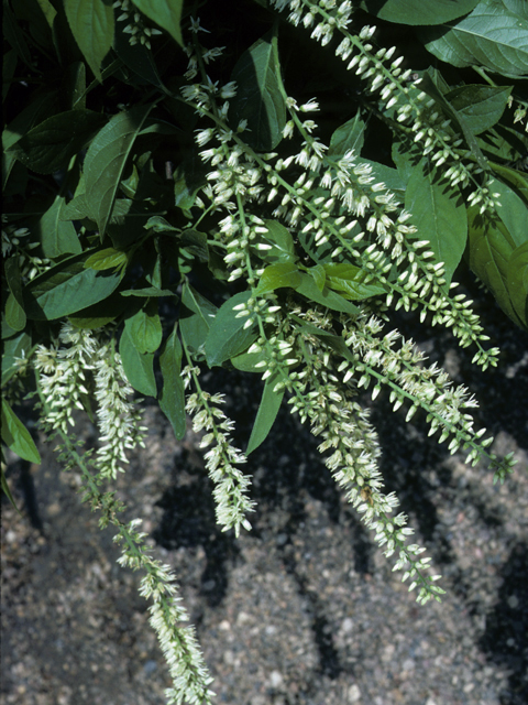 Kollar Nursery | Itea virginica