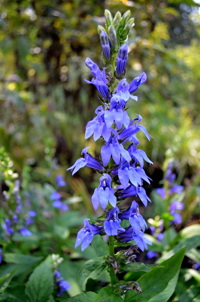 Kollar Nursery | Lobelia siphilitica