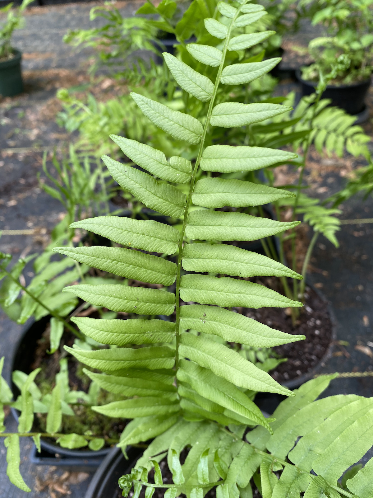 Kollar Nursery | Athyrium (Diplazium) pycnocarpon