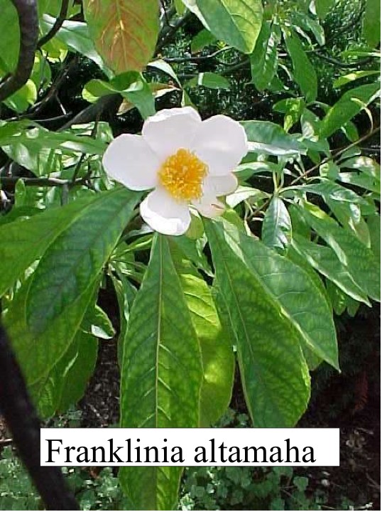 Kollar Nursery | Franklinia alatamaha