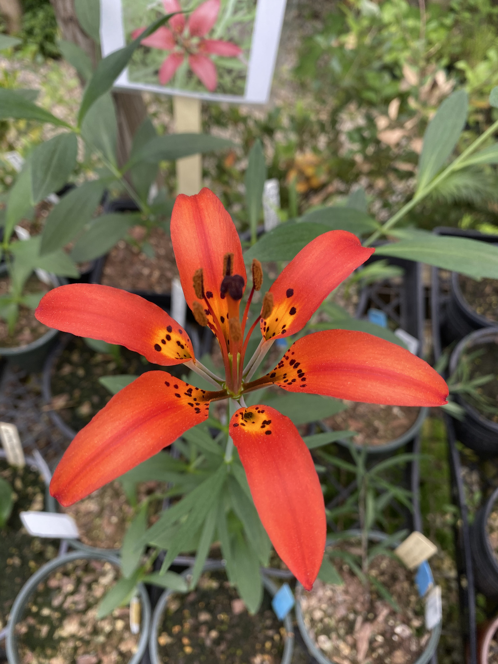 Kollar Nursery | Lilium philadelphicum