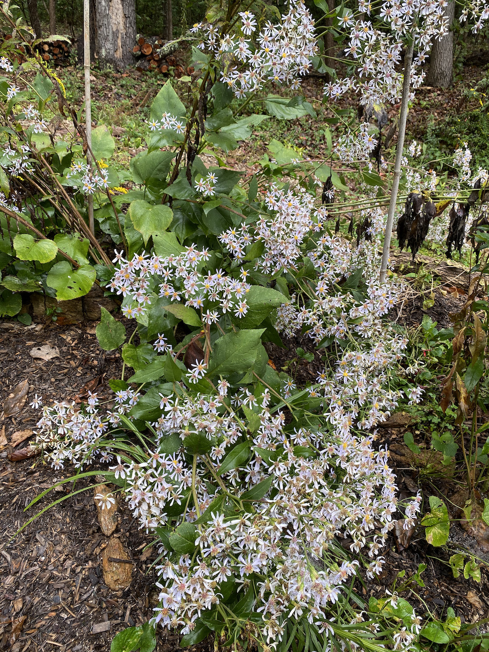 Kollar Nursery | Eurybia (Aster) macrophylla