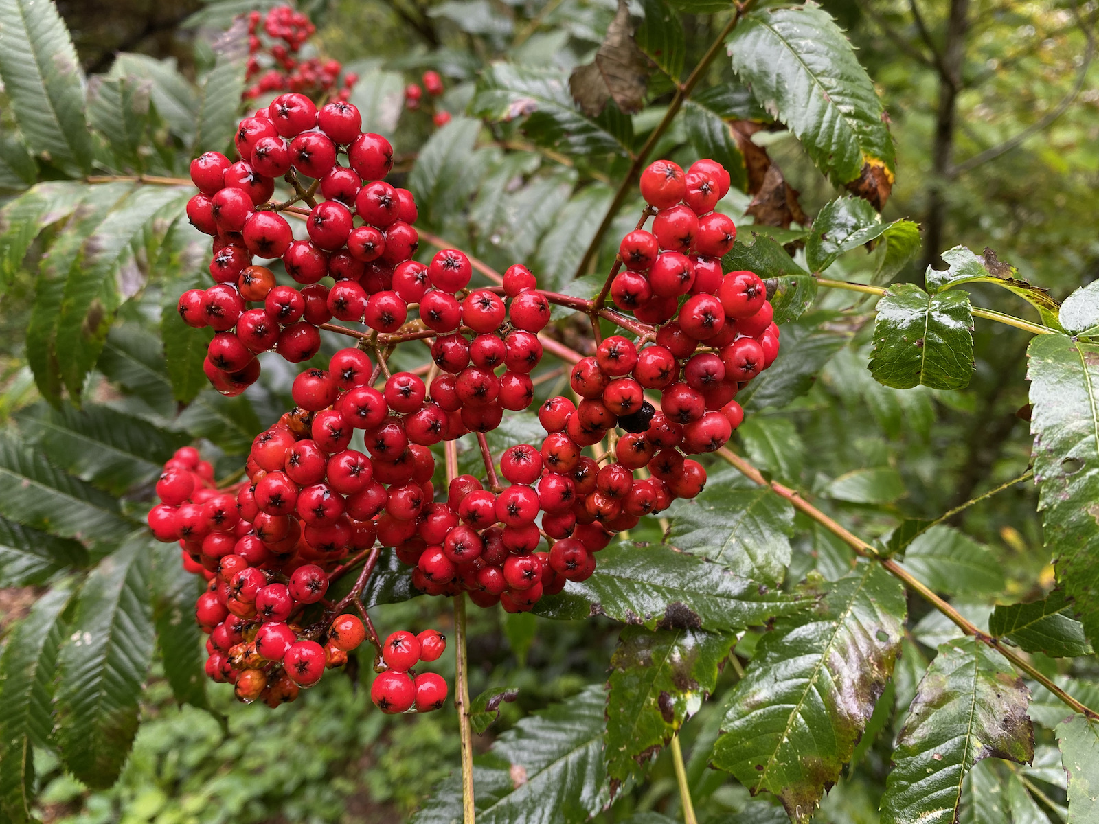 Kollar Nursery | Sorbus americana