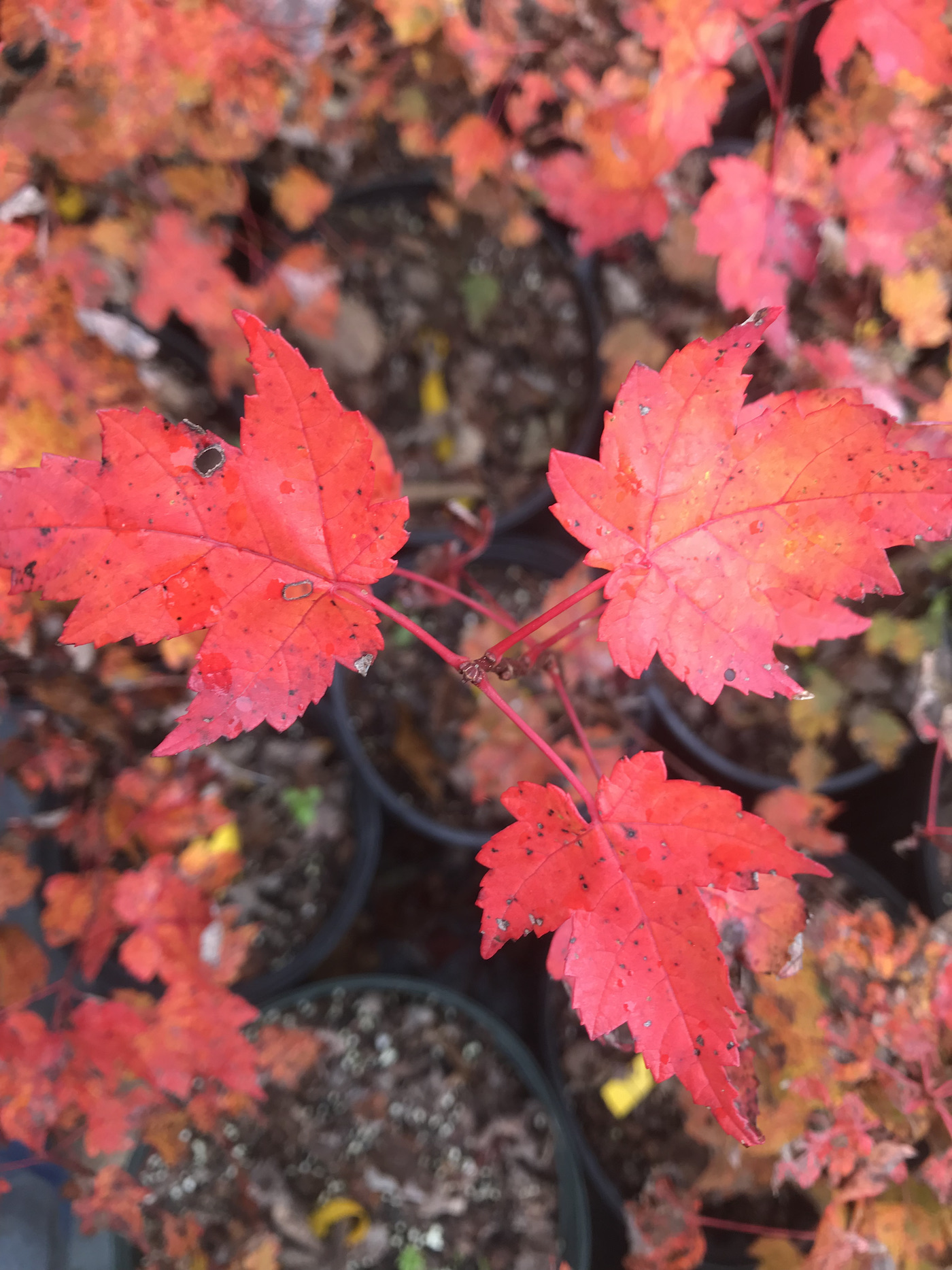 Kollar Nursery | Acer rubrum 'Autumn Flame'