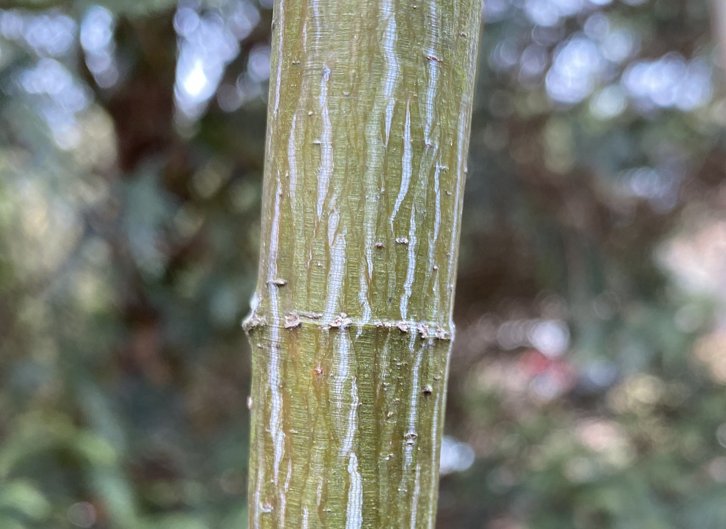 Kollar Nursery | Acer pensylvanicum