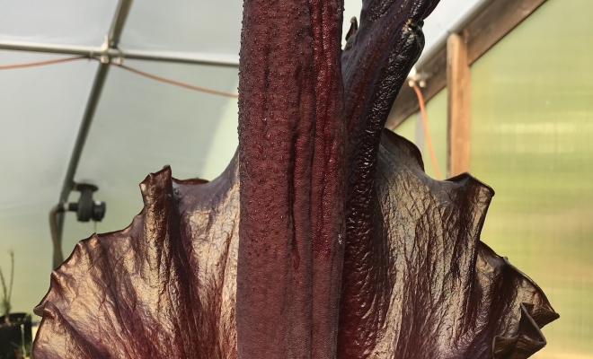 Kollar Nursery | Amorphophallus konjac (rivieri)