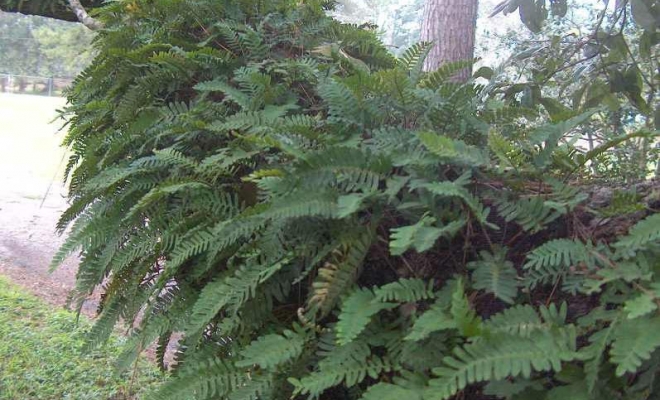 Kollar Nursery | Polypodium polypodioides