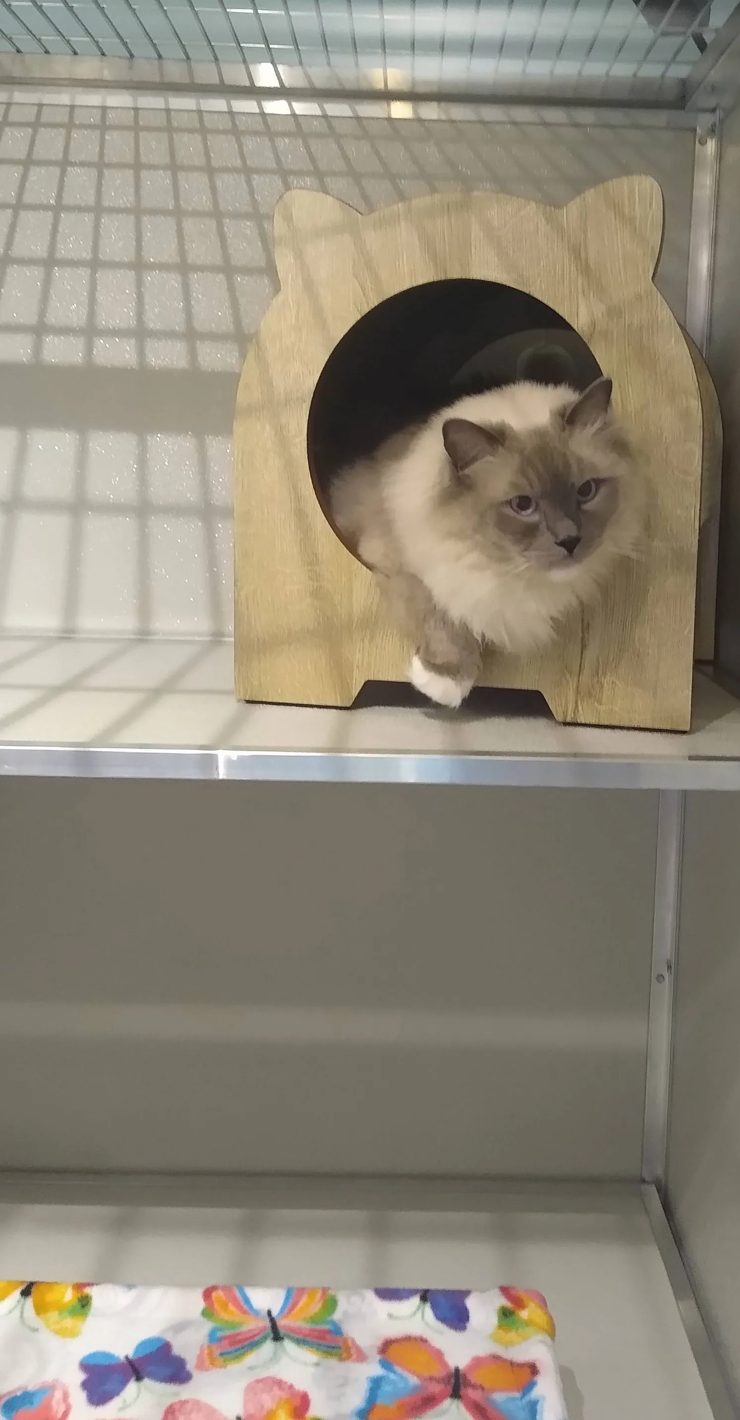 Trilling Cat Inn & Spa