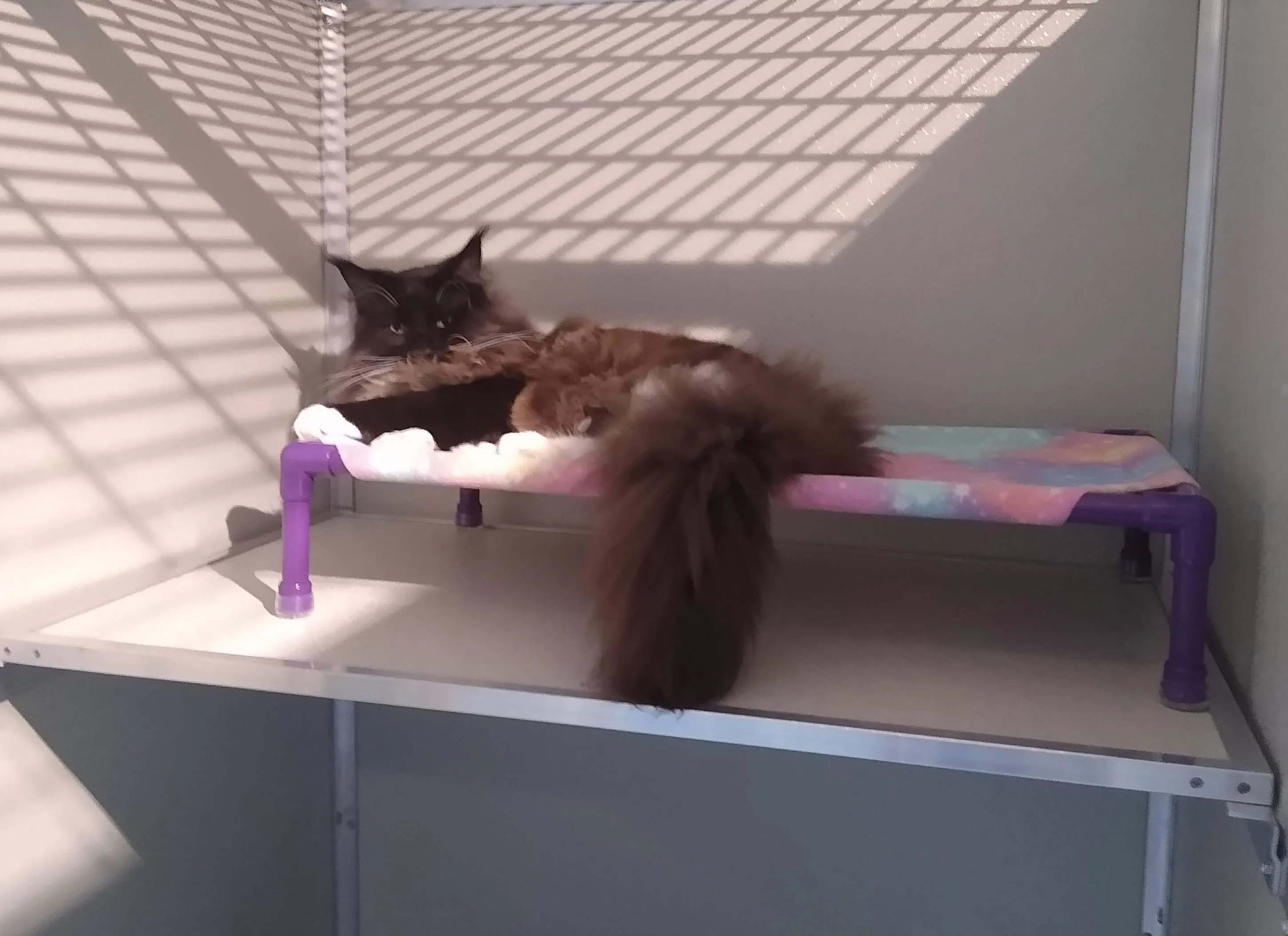 Trilling Cat Custom Cots