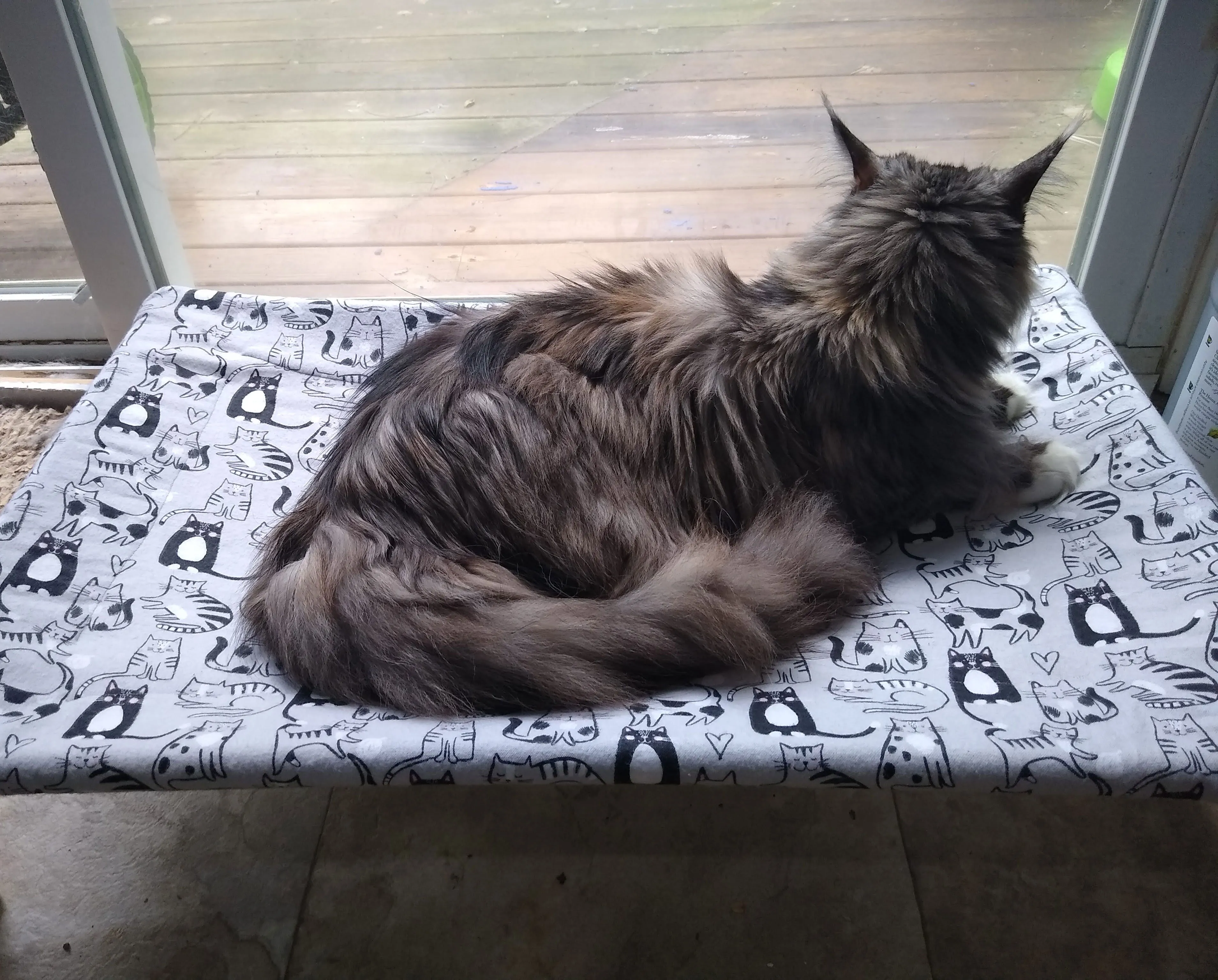 Trilling Cat Custom Cots