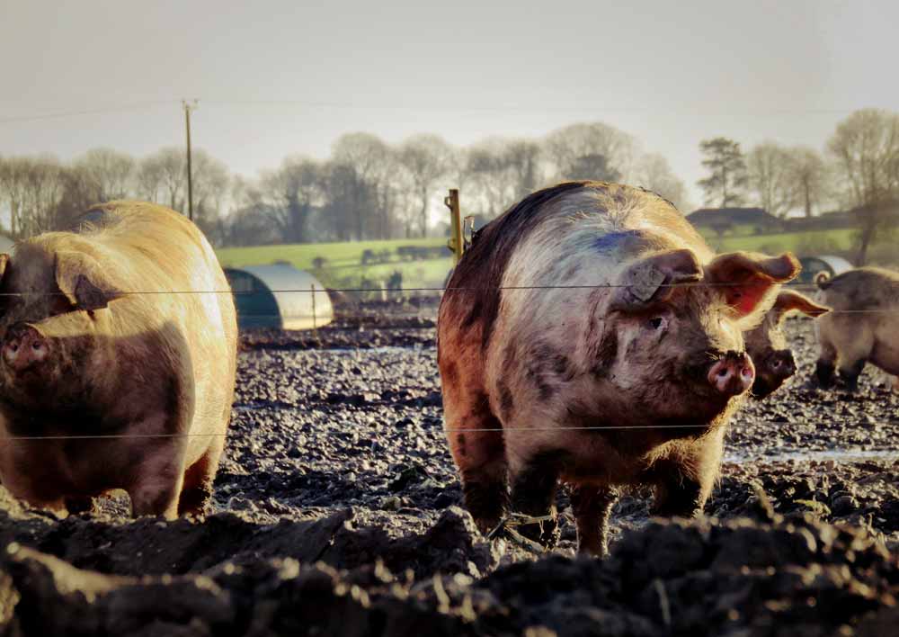 Products | Norvite Specialists in Animal Nutrition