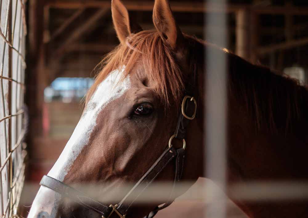 Products | Norvite Specialists in Animal Nutrition