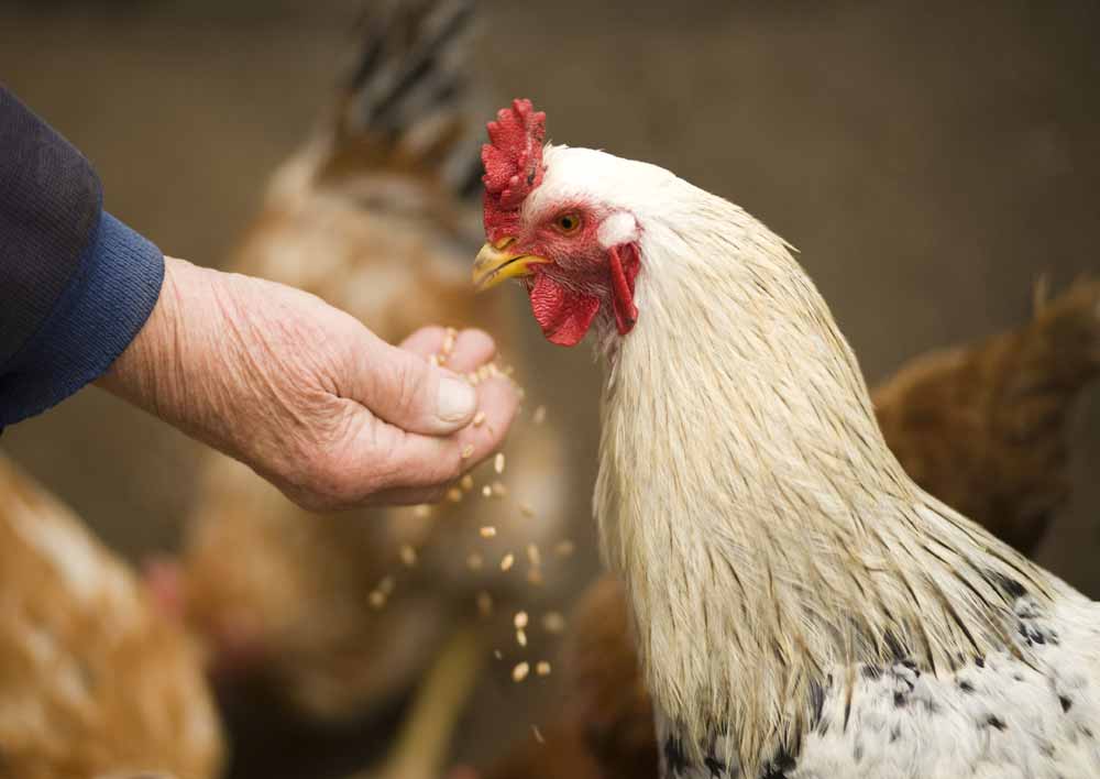 Products | Norvite Specialists in Animal Nutrition