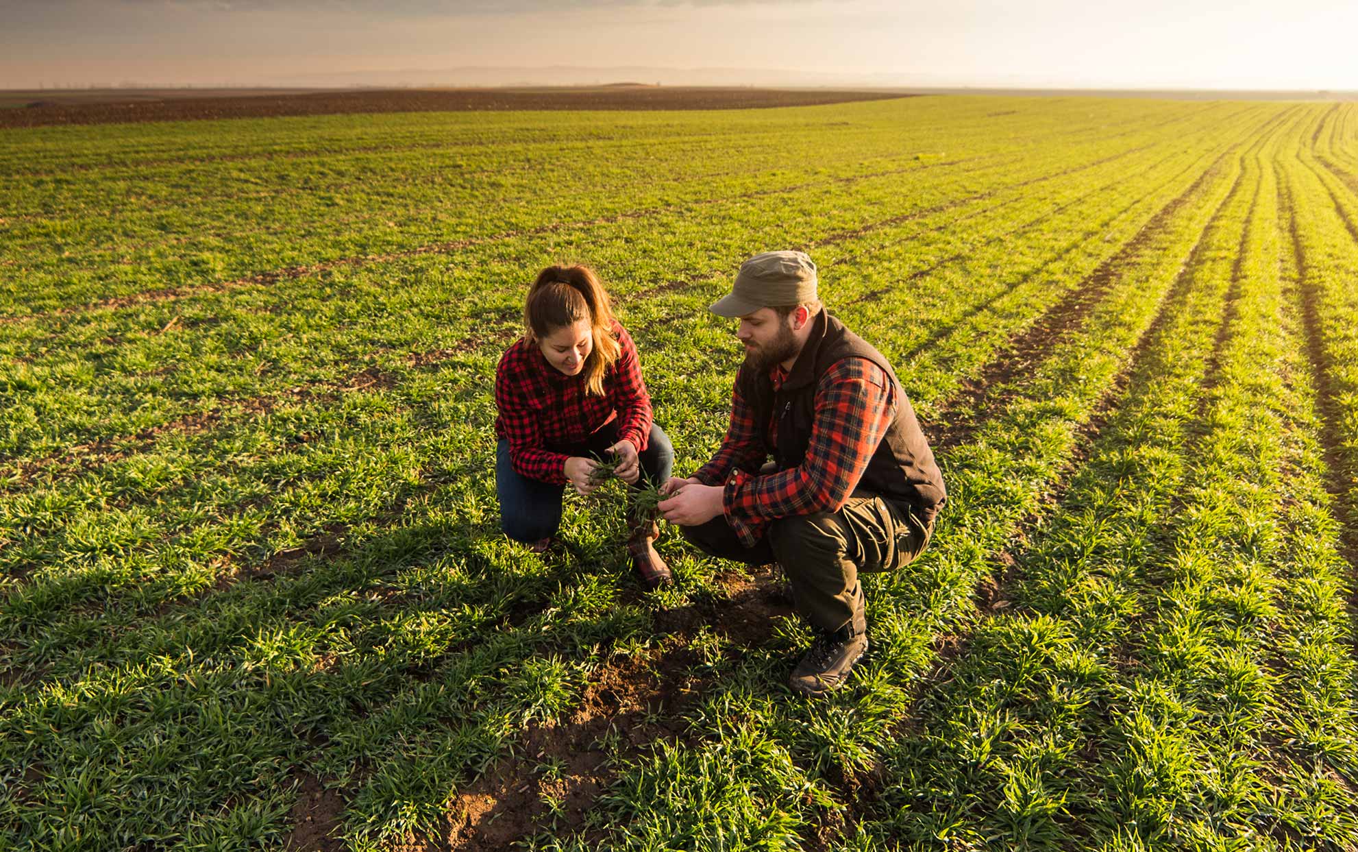 Home | Norvite Specialists in Animal Nutrition