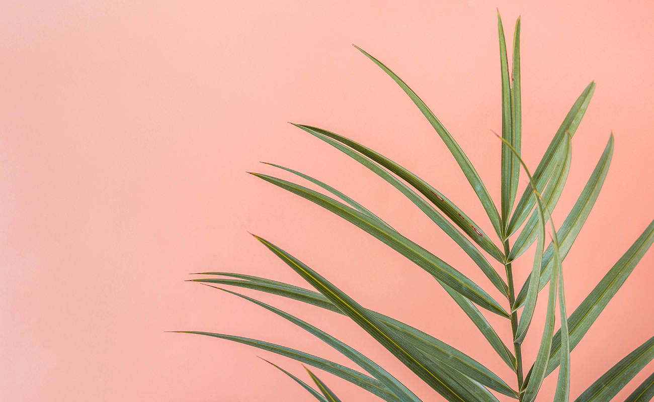 Resene's 2019 Colour forecast | News & Events