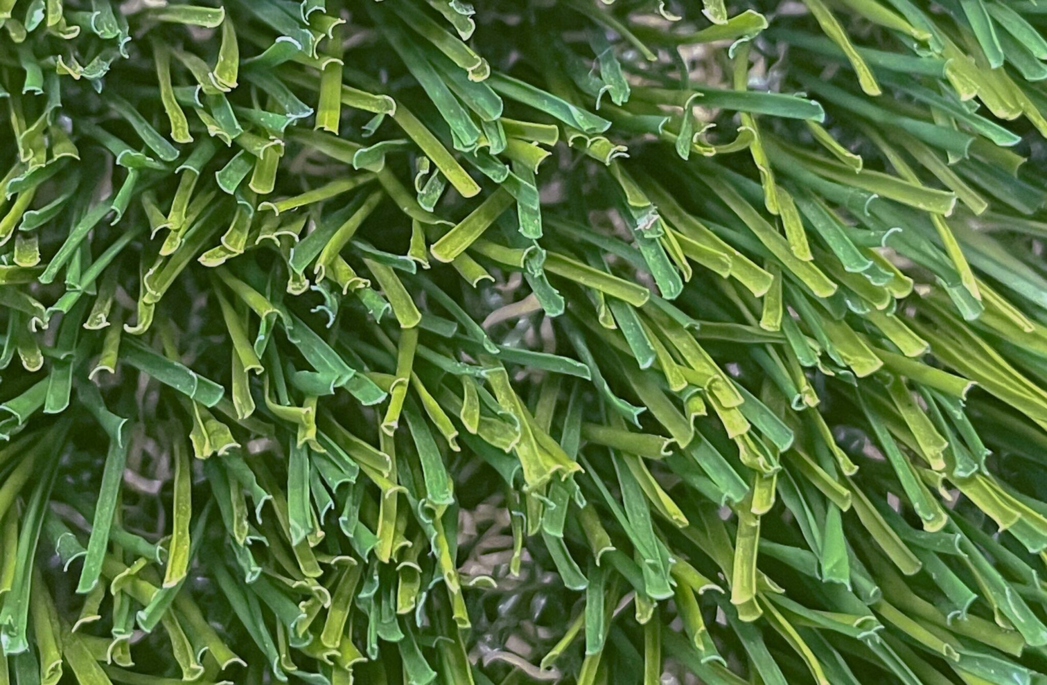 Tauro Turf | Artificial Grass Perth