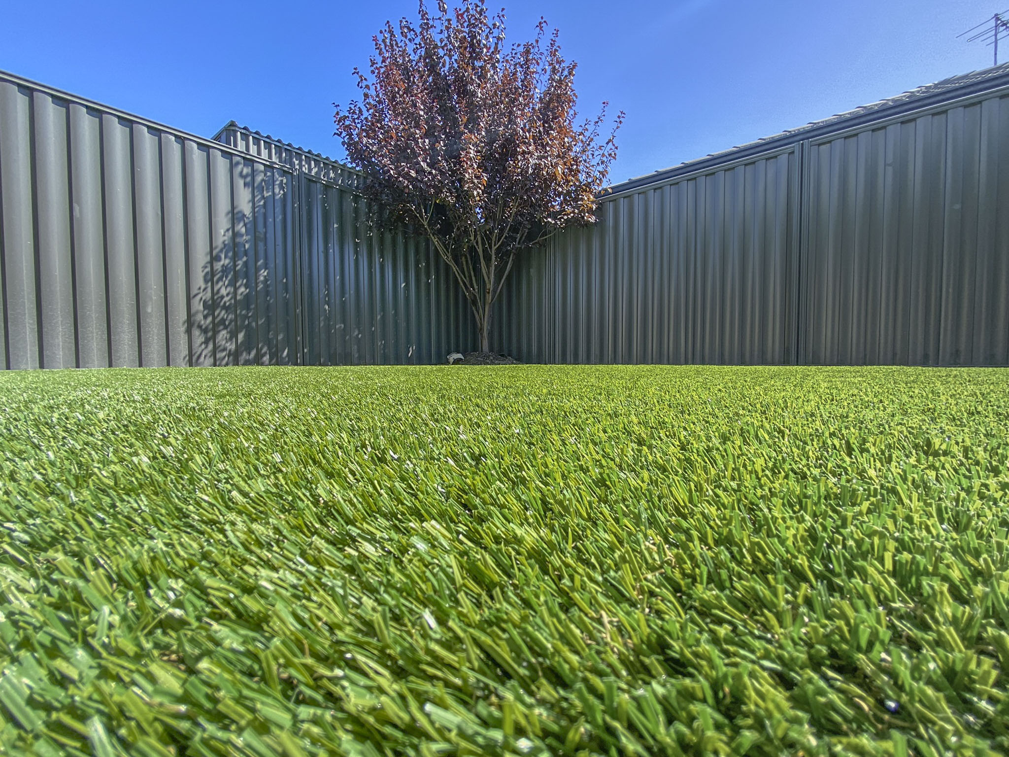 Buff | Tauro Turf Perth