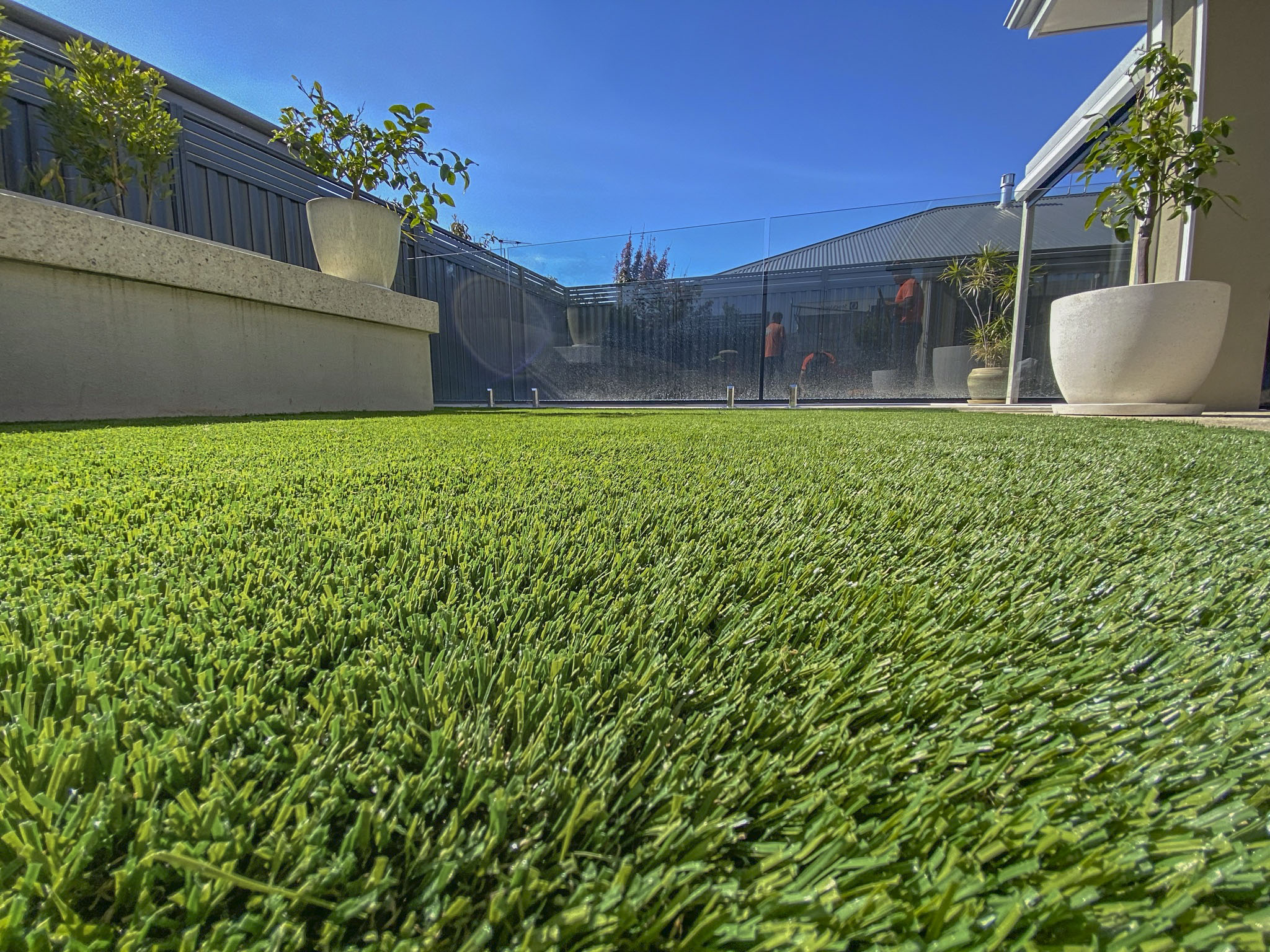 Buff | Tauro Turf Perth