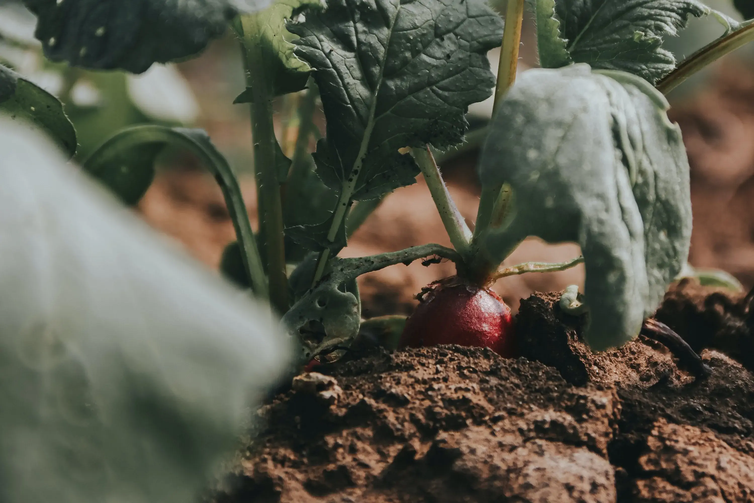 4 Benefits of Soil-Based Probiotics