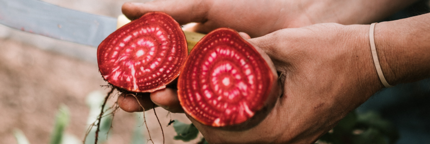 The Ultimate Guide to Phytonutrients