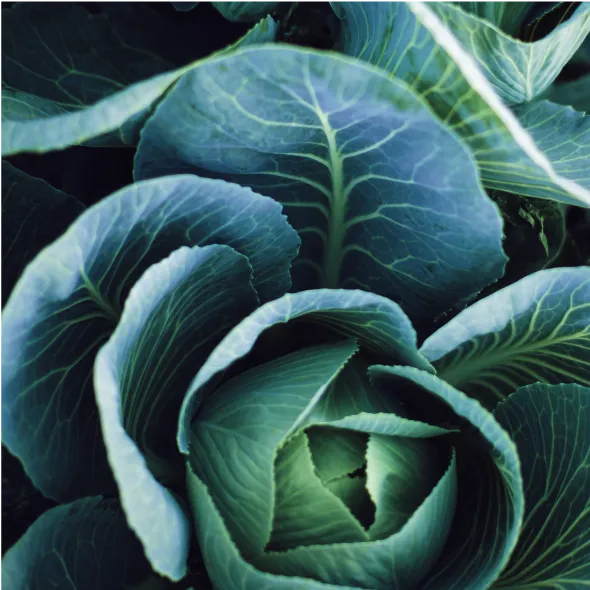 Start Healing | WellTheory | Modern, Multidimensional Autoimmune Care