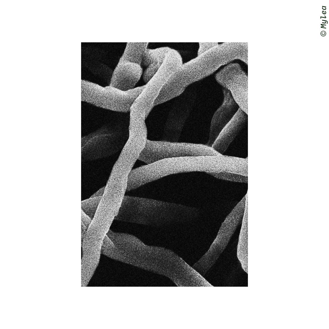 Biofabricated mycelium Mylea leather sheets~HauteMatter