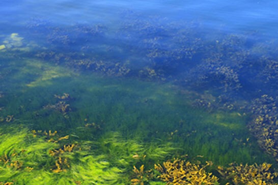 AFA Blue Green Algae: Everything You Need to Know About this Powerful ...