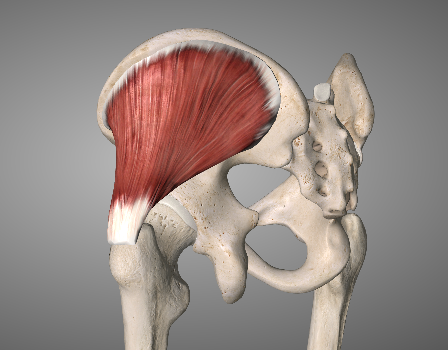 Anti-Valgus Training Tips: Gluteus Medius | Core Advantage