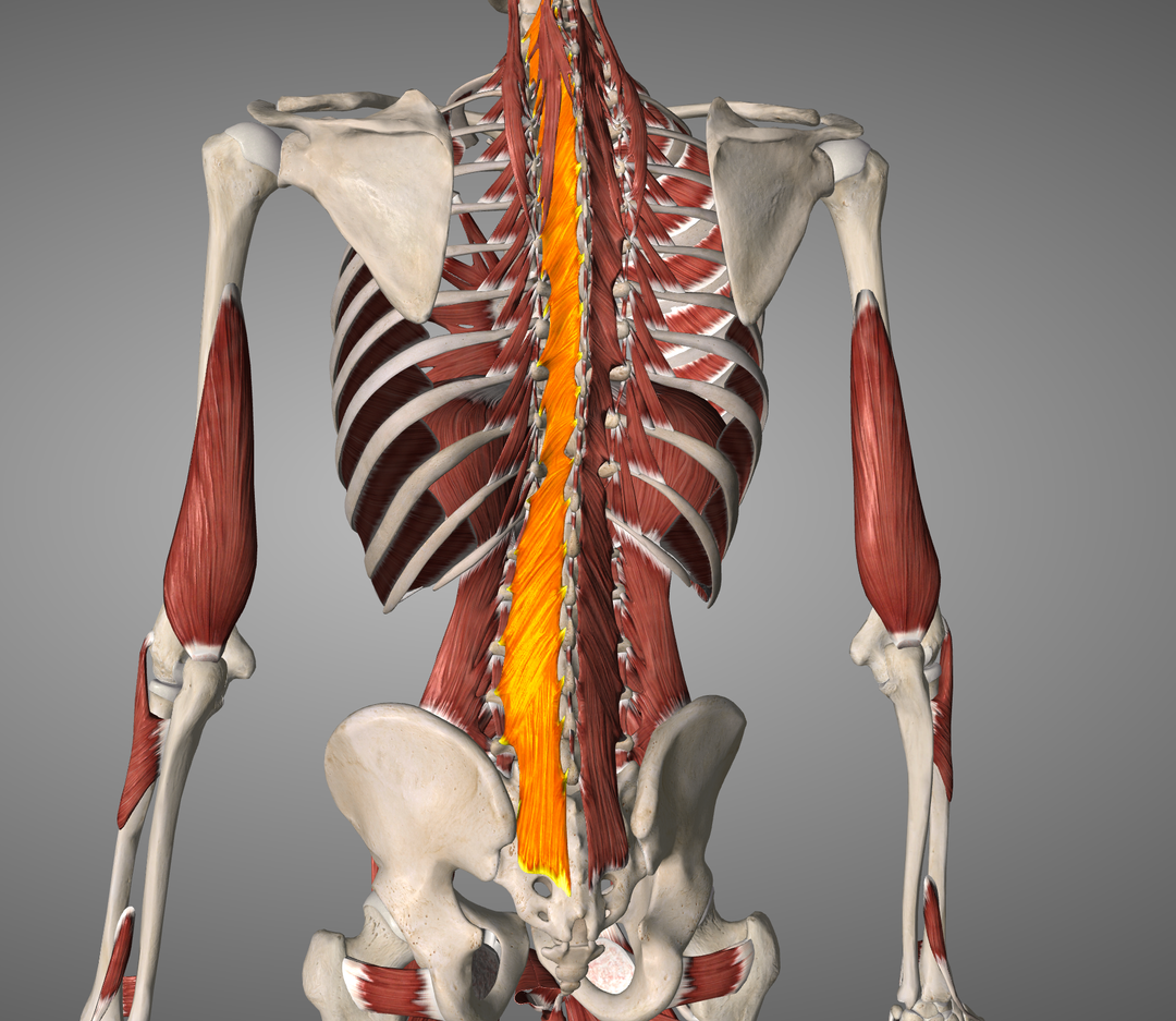Biomechanics of the Spine - How Posture Influences our Structures - Blog