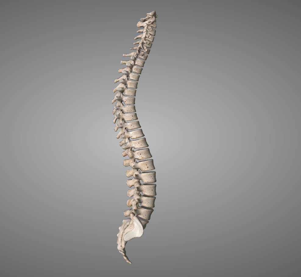Biomechanics of the Spine - How Posture Influences our Structures - Blog